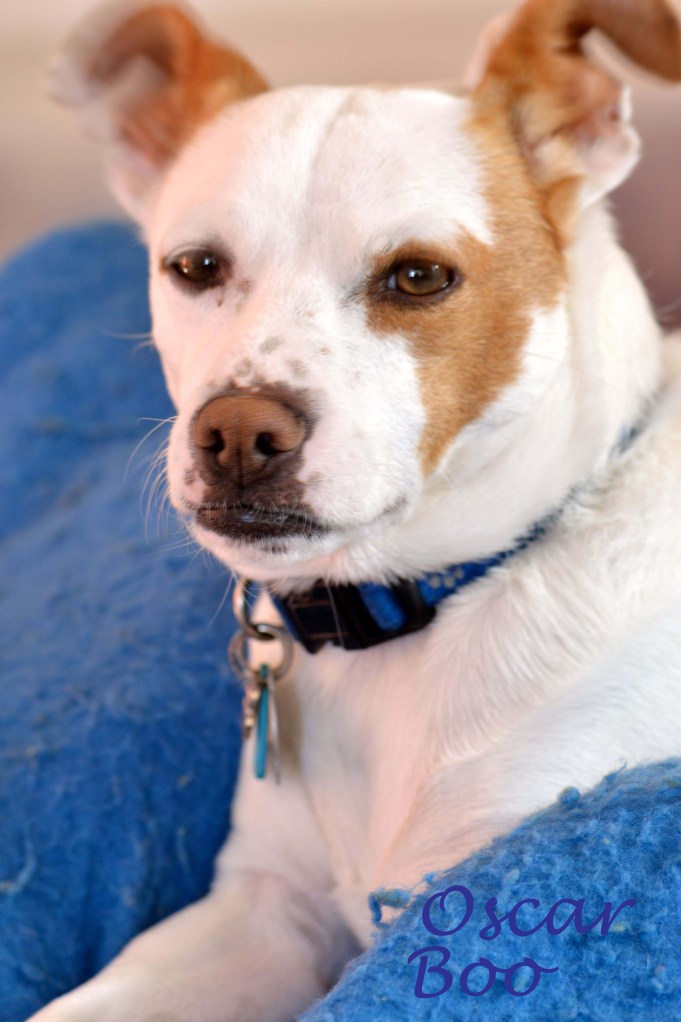 THINGS HAPPEN FOR A REASON... A Homecoming for Oscar Boo - SUZIE SWEET ...